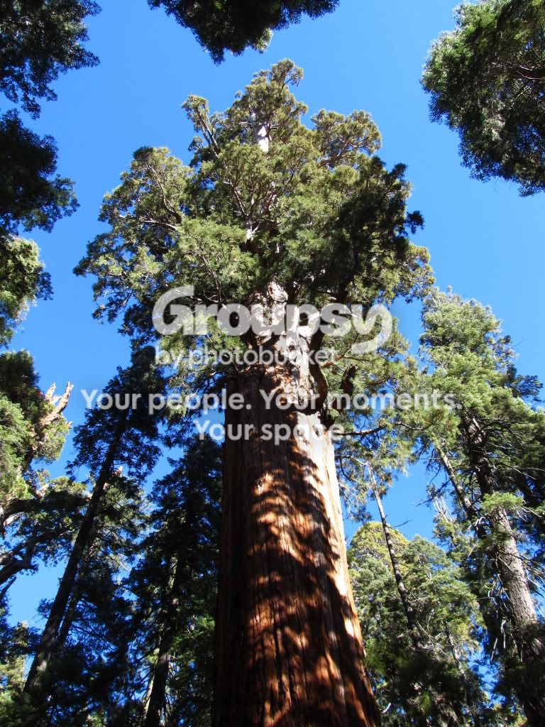 Visiting the President, Sequoia NP | BladeForums.com