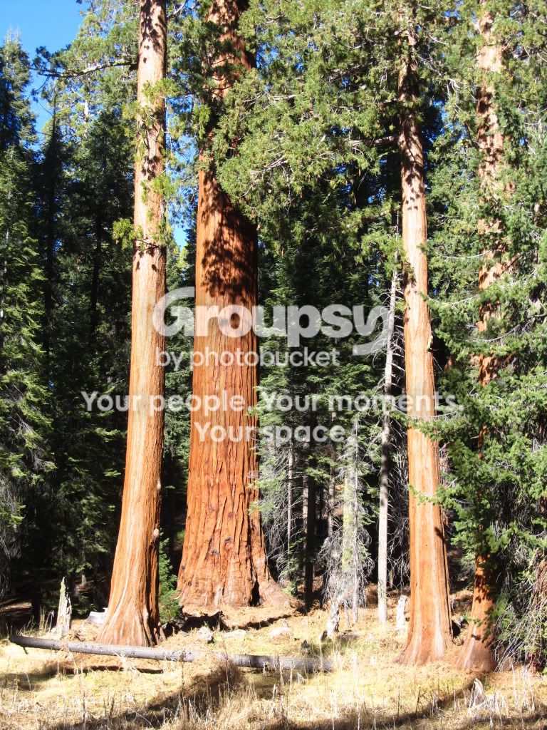 Visiting the President, Sequoia NP | BladeForums.com