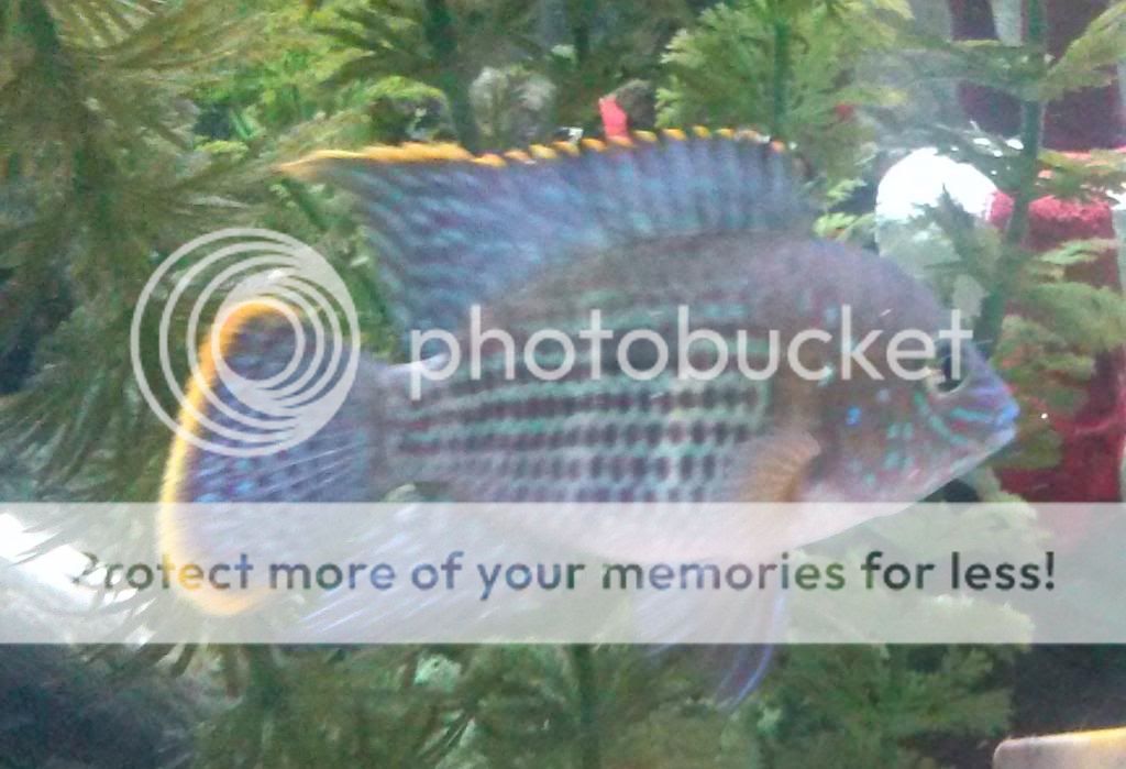 Gold Saum sex | Cichlid Fish Forum