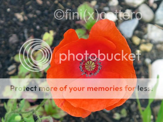Mohn - Arten - auch Scheinmohn - fini‘s welt der pflanzenfotos