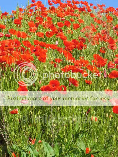 Mohn - Arten - auch Scheinmohn - fini‘s welt der pflanzenfotos