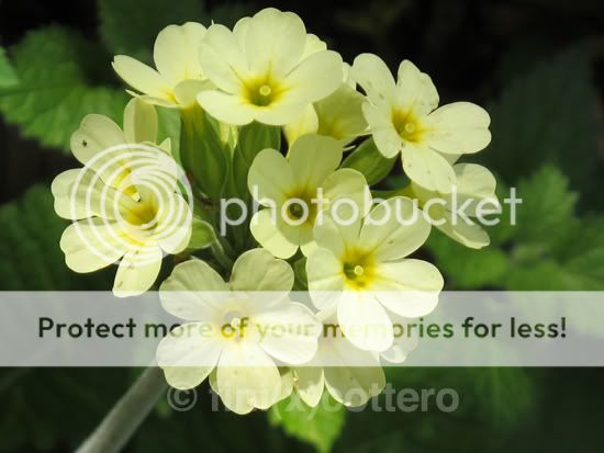 Primel - Arten - fini‘s welt der pflanzenfotos