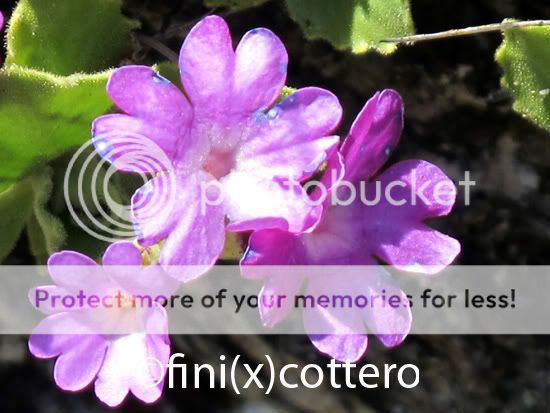 Primel - Arten - fini‘s welt der pflanzenfotos