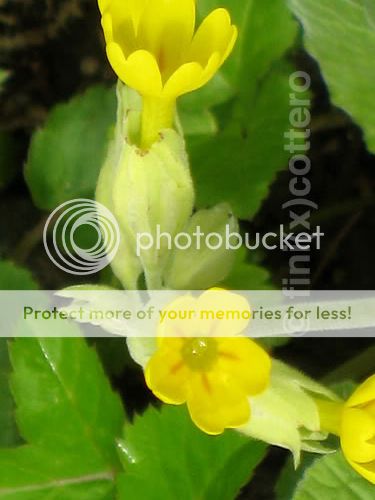 Primel - Arten - fini‘s welt der pflanzenfotos