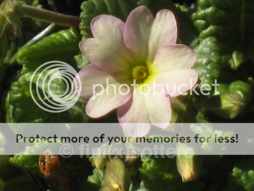 Primel - Arten - fini‘s welt der pflanzenfotos