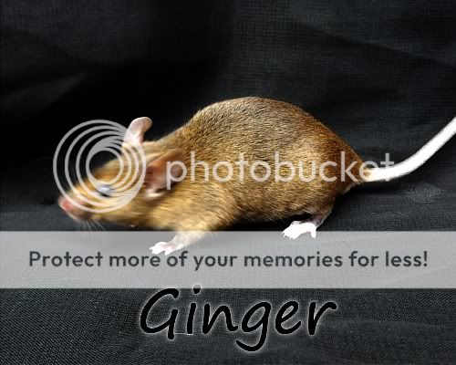Ginger | Pet Mice Forum