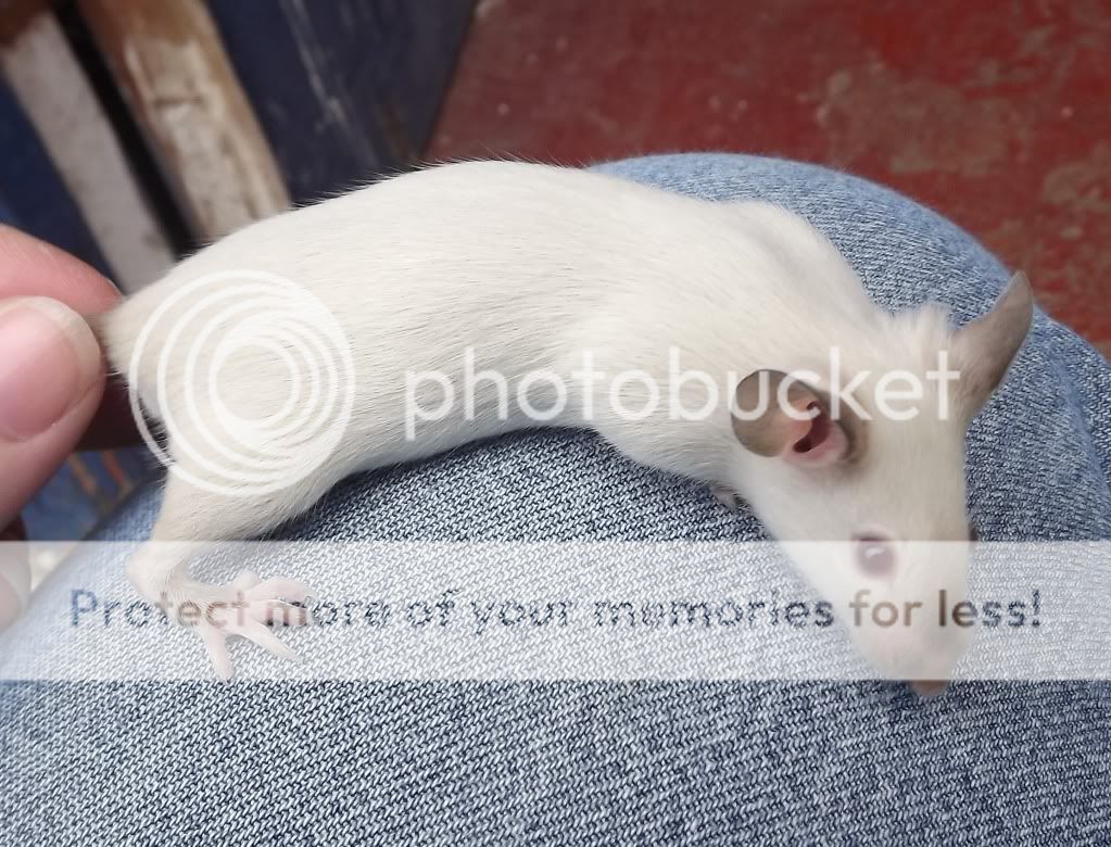 Genetics of Siamese point mice? | Pet Mice Forum