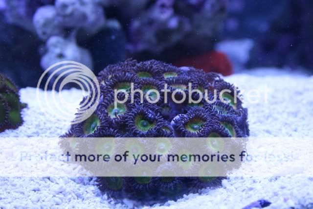 Post up Pictures of your Favorite Colony! | Reef2Reef
