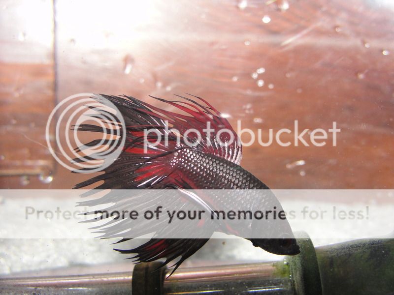 New black devil! | Betta Fish Forum