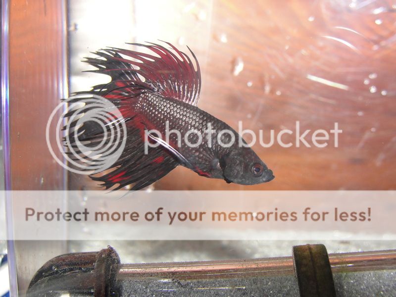 New black devil! | Betta Fish Forum