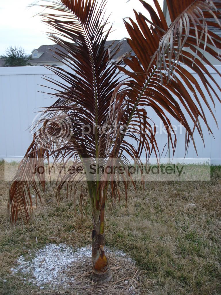 Survival of cold damaged palms... - DISCUSSING PALM TREES WORLDWIDE ...
