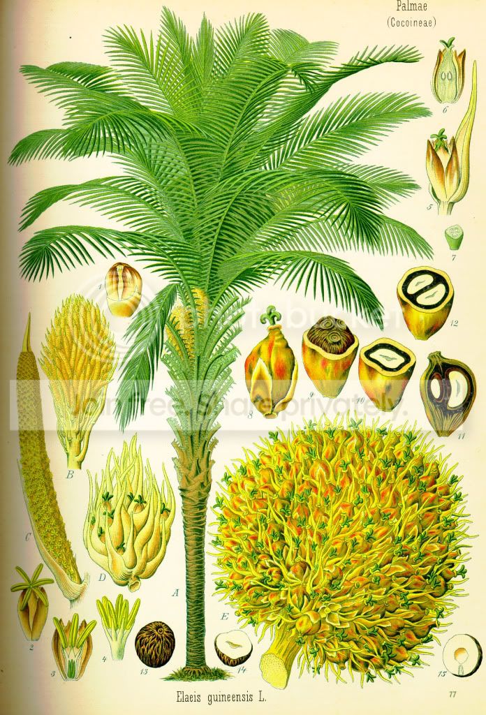 Scientific illistrations - DISCUSSING PALM TREES WORLDWIDE - PalmTalk