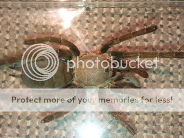 The H. gigas project. | Reptile Forums